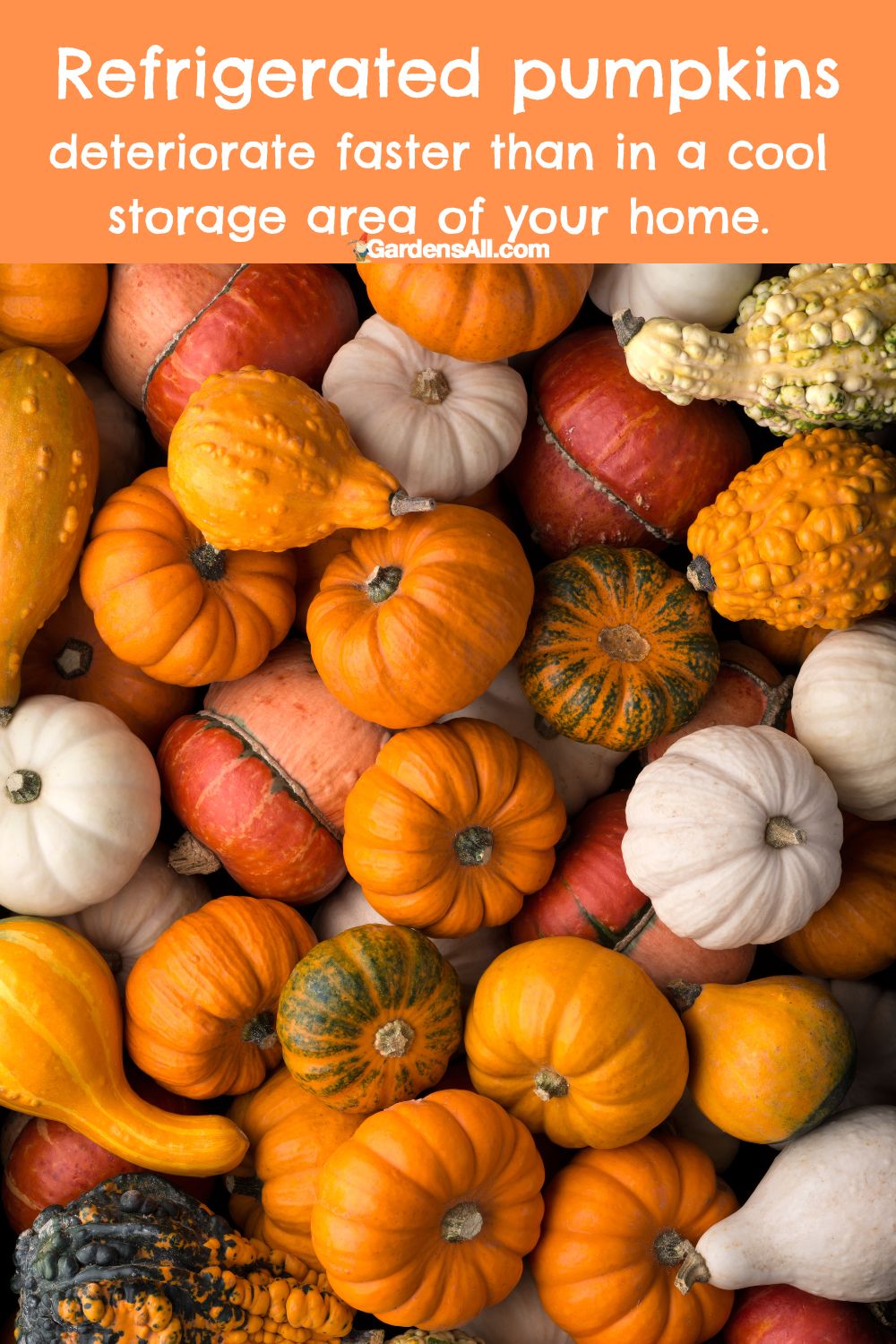 How Long Does a Pumpkin Last in the Fridge? - GardensAll