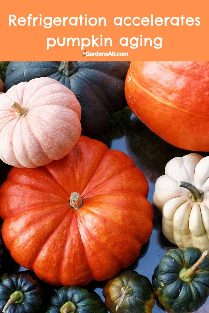 How Long Does a Pumpkin Last in the Fridge? - GardensAll