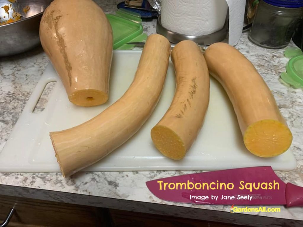 The Tromboncino "Trombone Squash" - Many Reasons to Grow it! - GardensAll