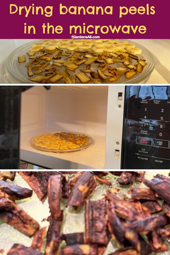 How to Dry Banana Peels (and why you'll want to)! - GardensAll