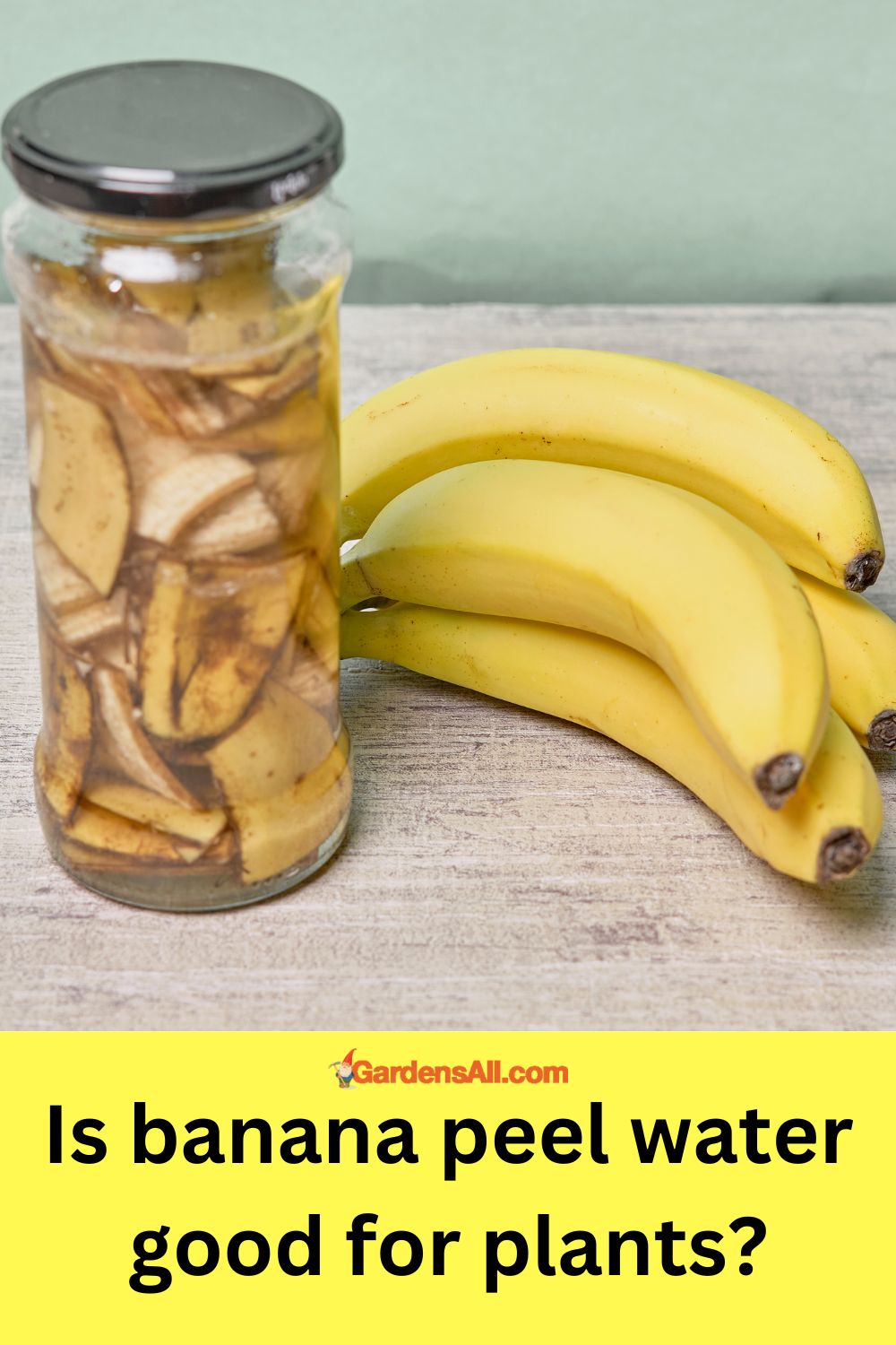 Disadvantages & Benefits of Banana Peel Water for Plants