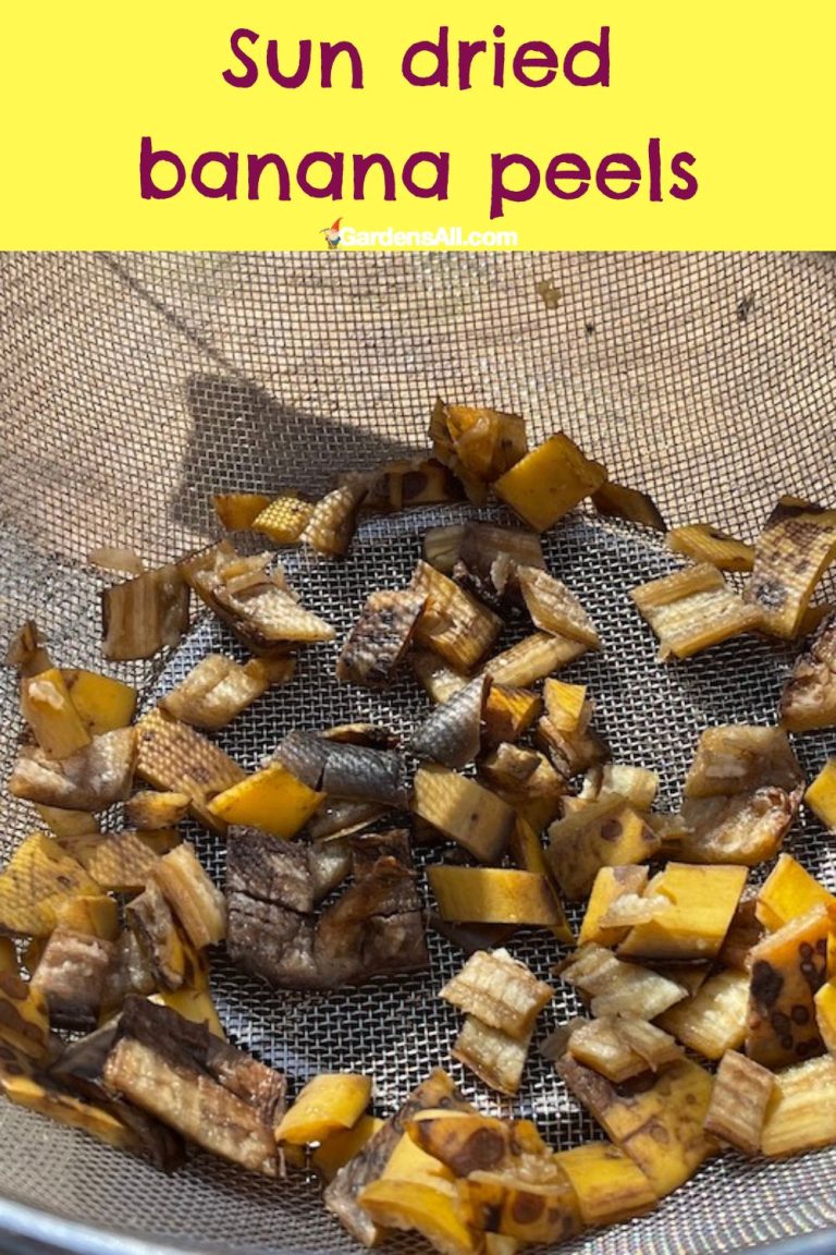 How to Dry Banana Peels (and why you'll want to)! - GardensAll