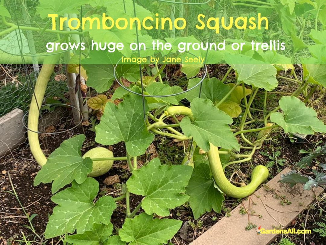 The Tromboncino "Trombone Squash" - Many Reasons to Grow it! - GardensAll