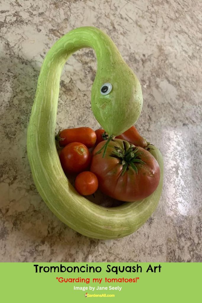 The Tromboncino "Trombone Squash" - Many Reasons to Grow it! - GardensAll