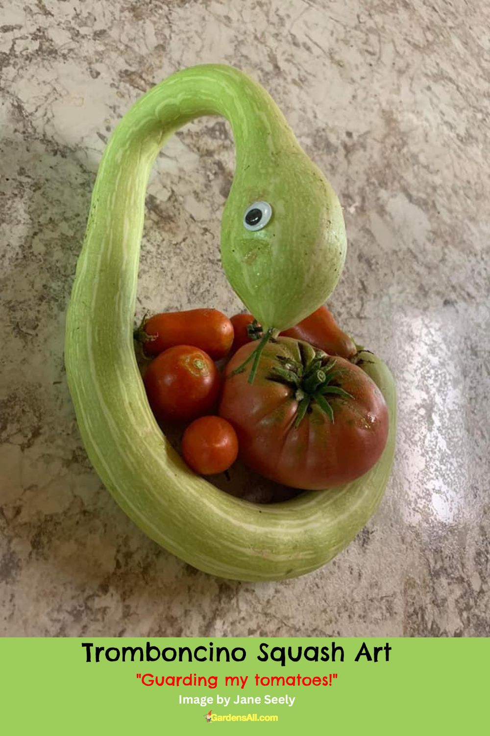 The Tromboncino "Trombone Squash" - Many Reasons to Grow it! - GardensAll