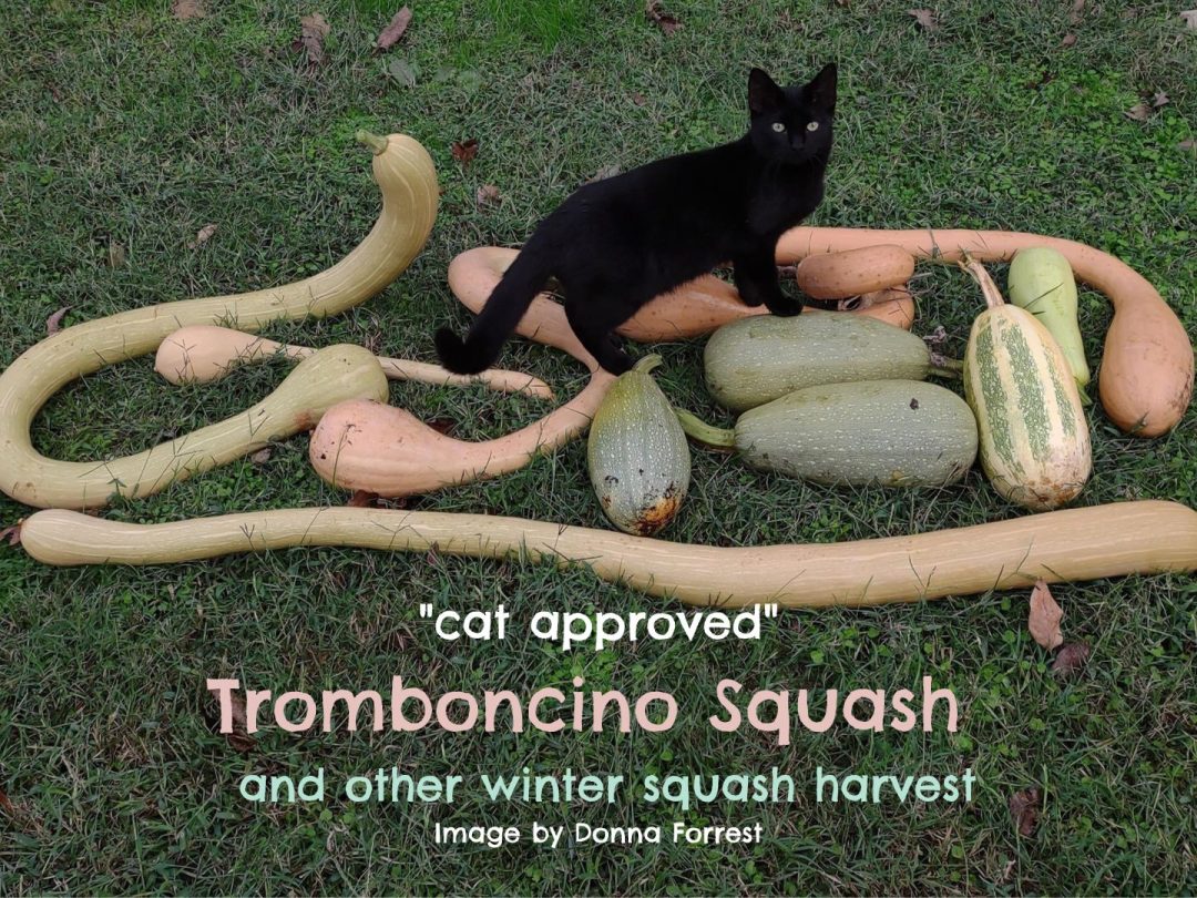 The Tromboncino "Trombone Squash" - Many Reasons to Grow it! - GardensAll