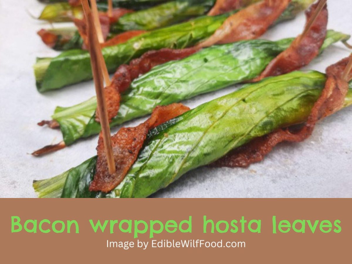 Are Hostas Edible for People? - GardensAll