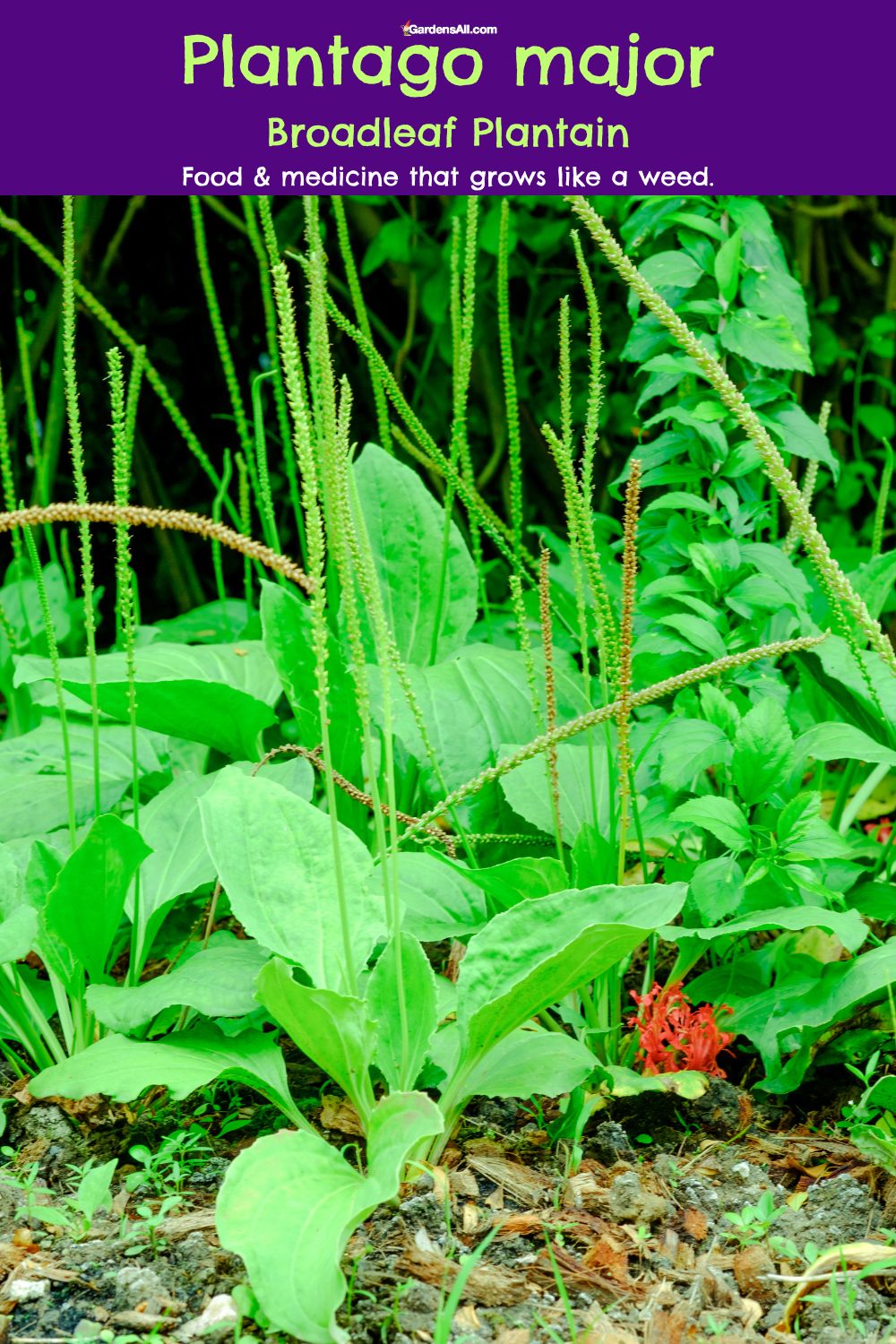 Broadleaf Plantain - Plantago Major and Plantago Lanceolata - GardensAll