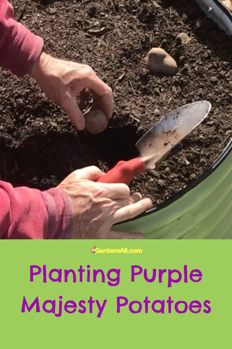 How to Grow Purple Majesty Potatoes - GardensAll