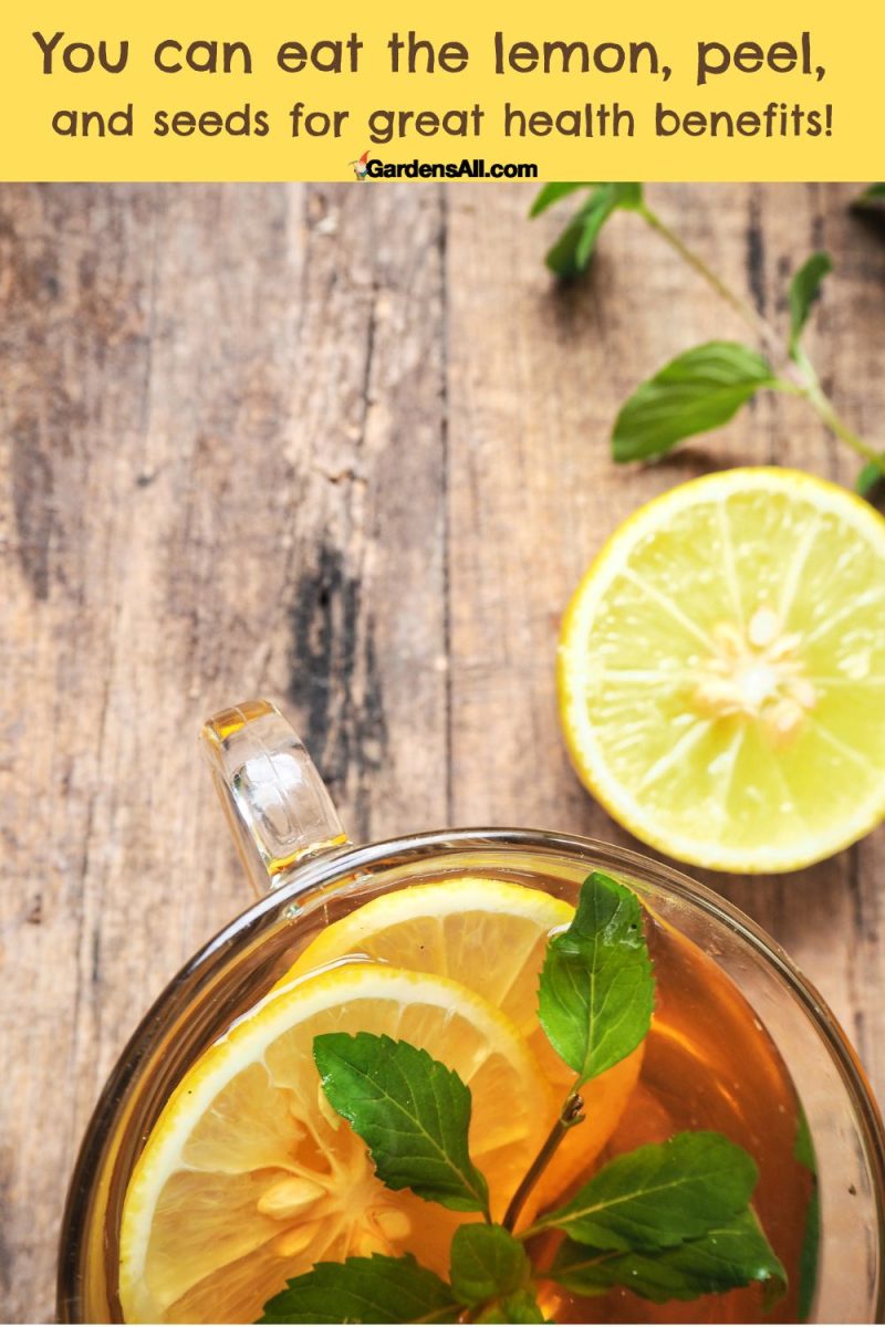 The Proven Benefits of Lemon Peels Worth Knowing - GardensAll