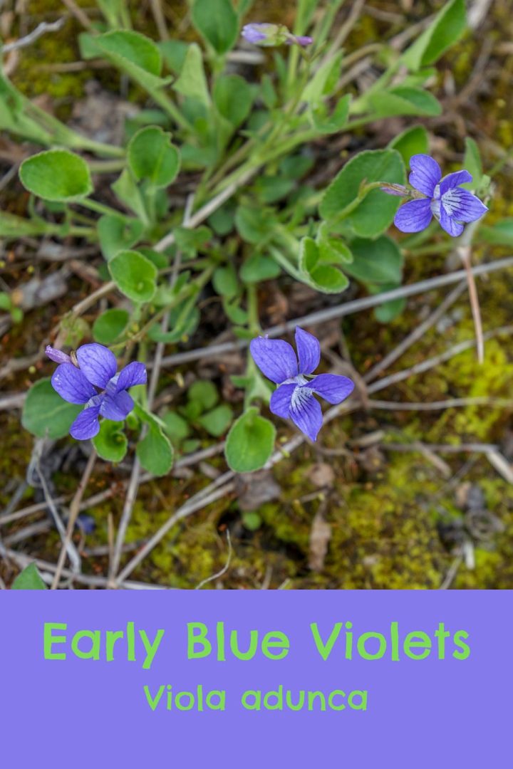 Early Blue Violets to Know - GardensAll