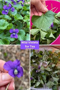 Wild Violets Tea - a Sweet and Soothing Beneficial Brew