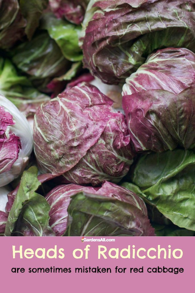 Growing Radicchio as a Perennial Vegetable - GardensAll