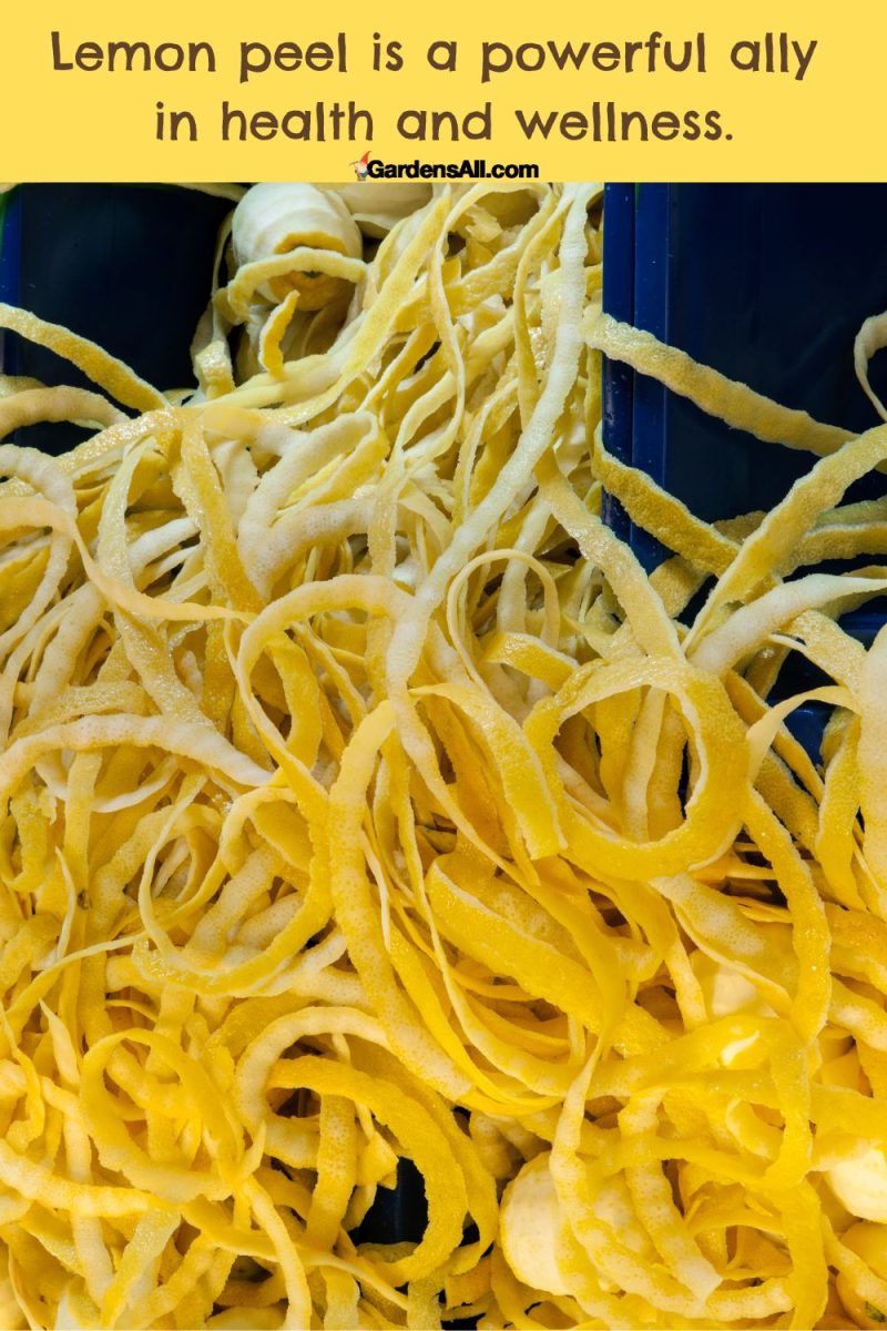 The Proven Benefits of Lemon Peels Worth Knowing - GardensAll