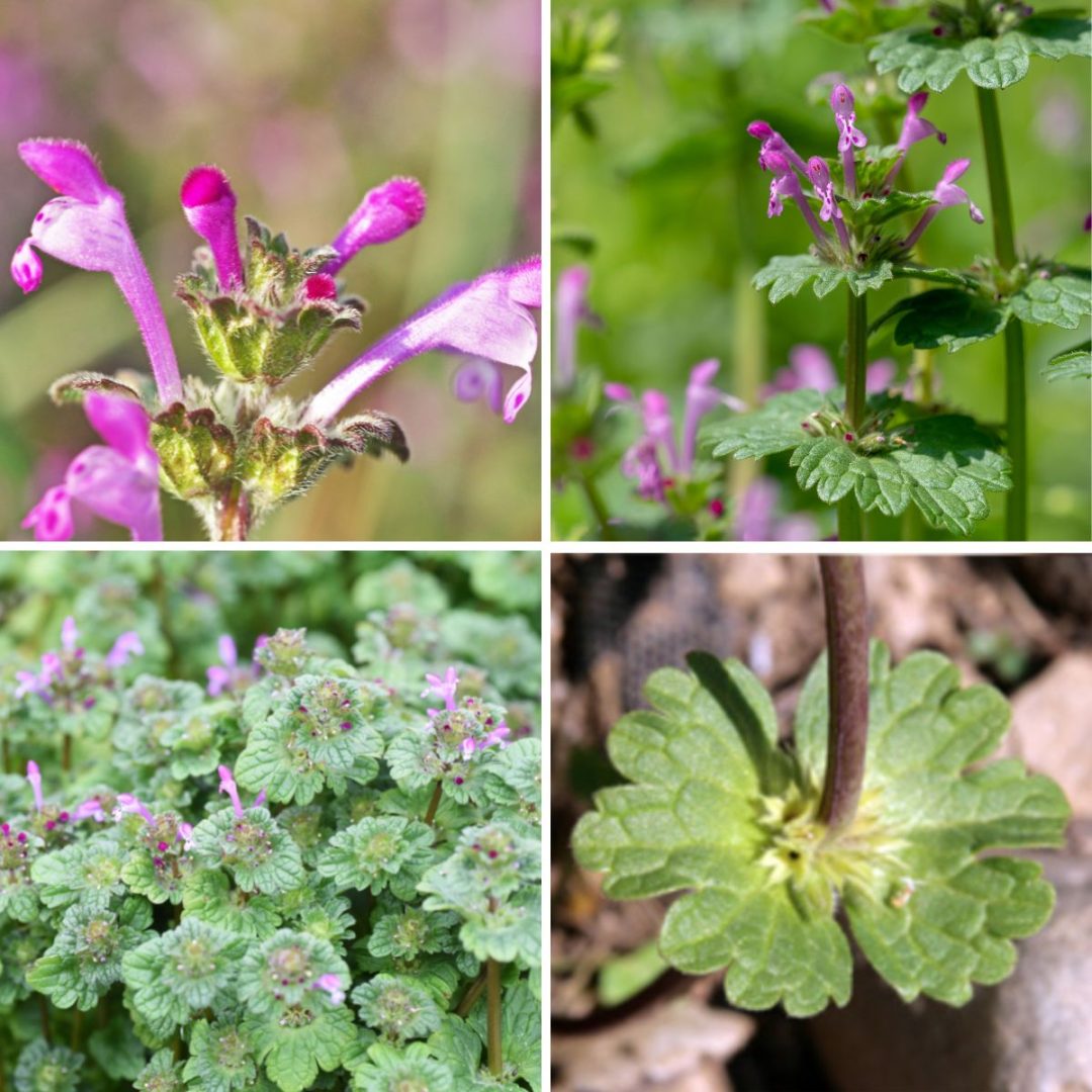 Henbit - a Useful Early Spring Weed to Get to Know - GardensAll