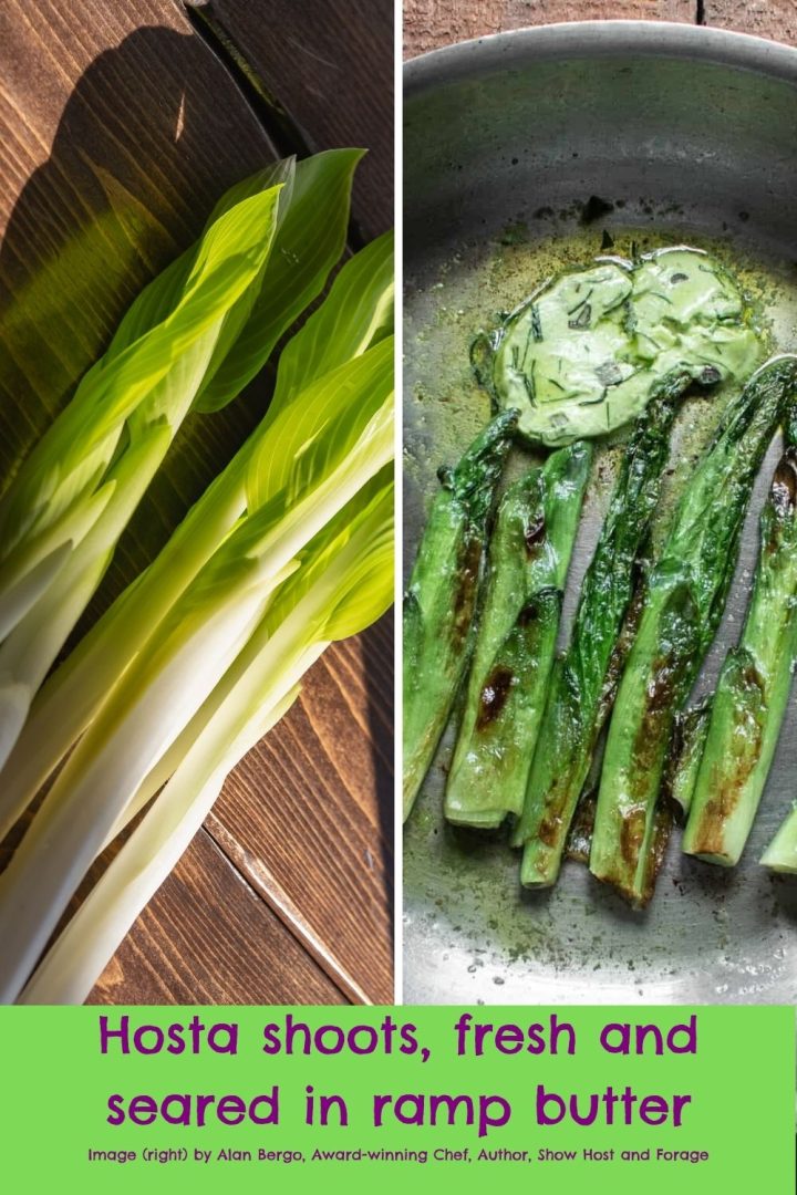 Are Hostas Edible for People? - GardensAll