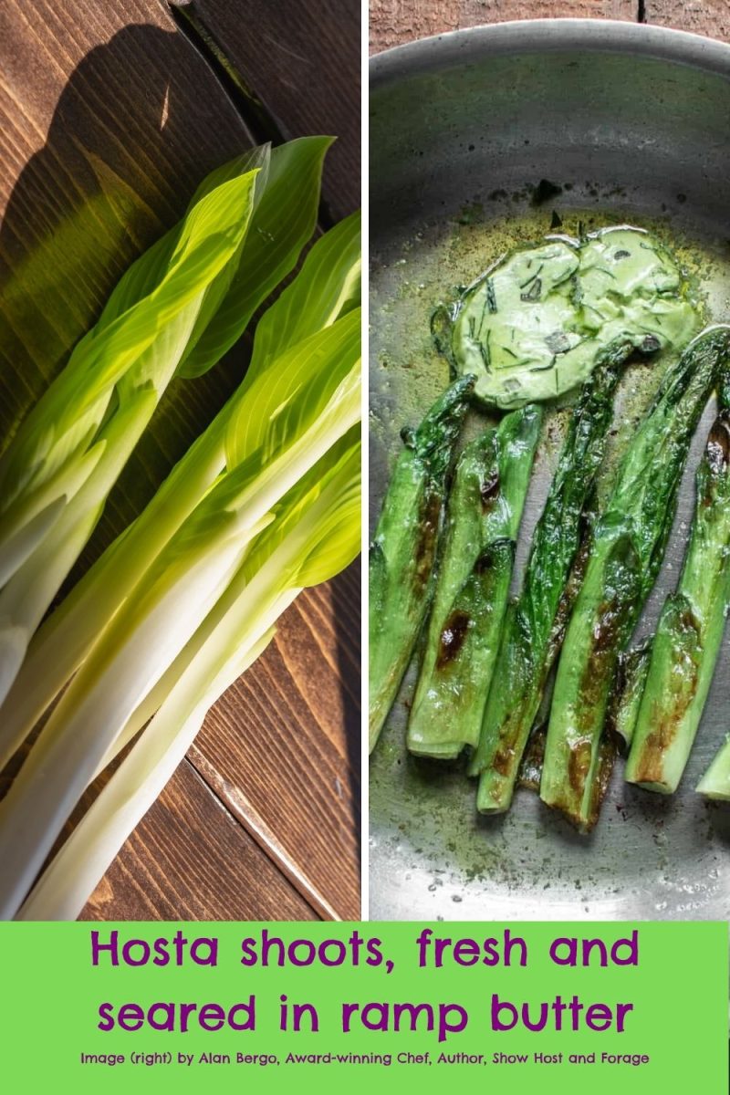 Are Hostas Edible for People? - GardensAll