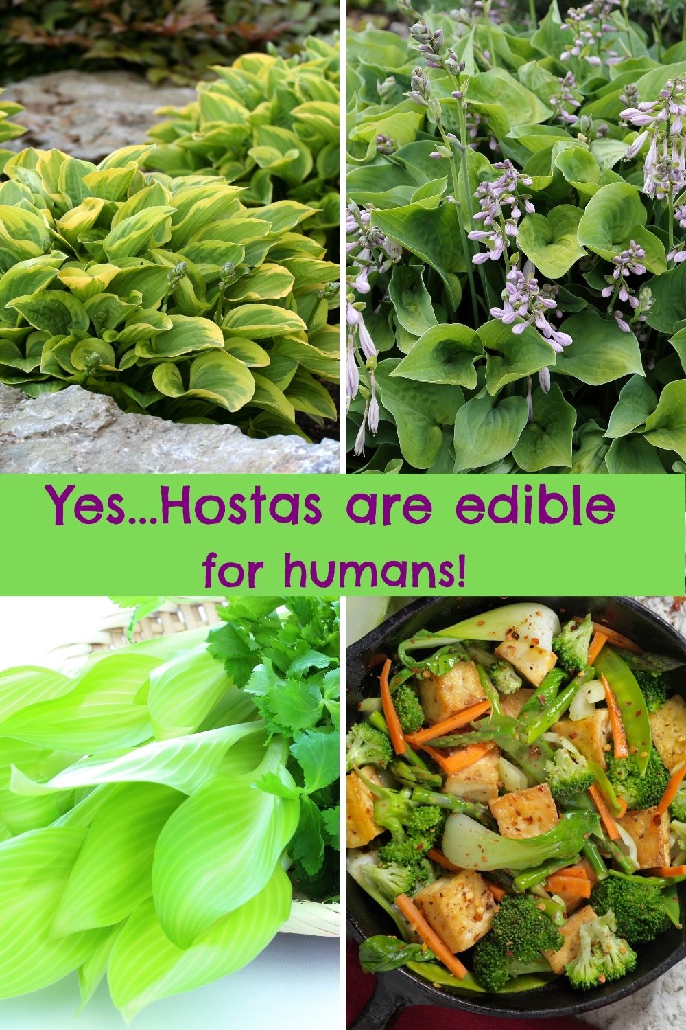Are Hostas Edible for People? - GardensAll