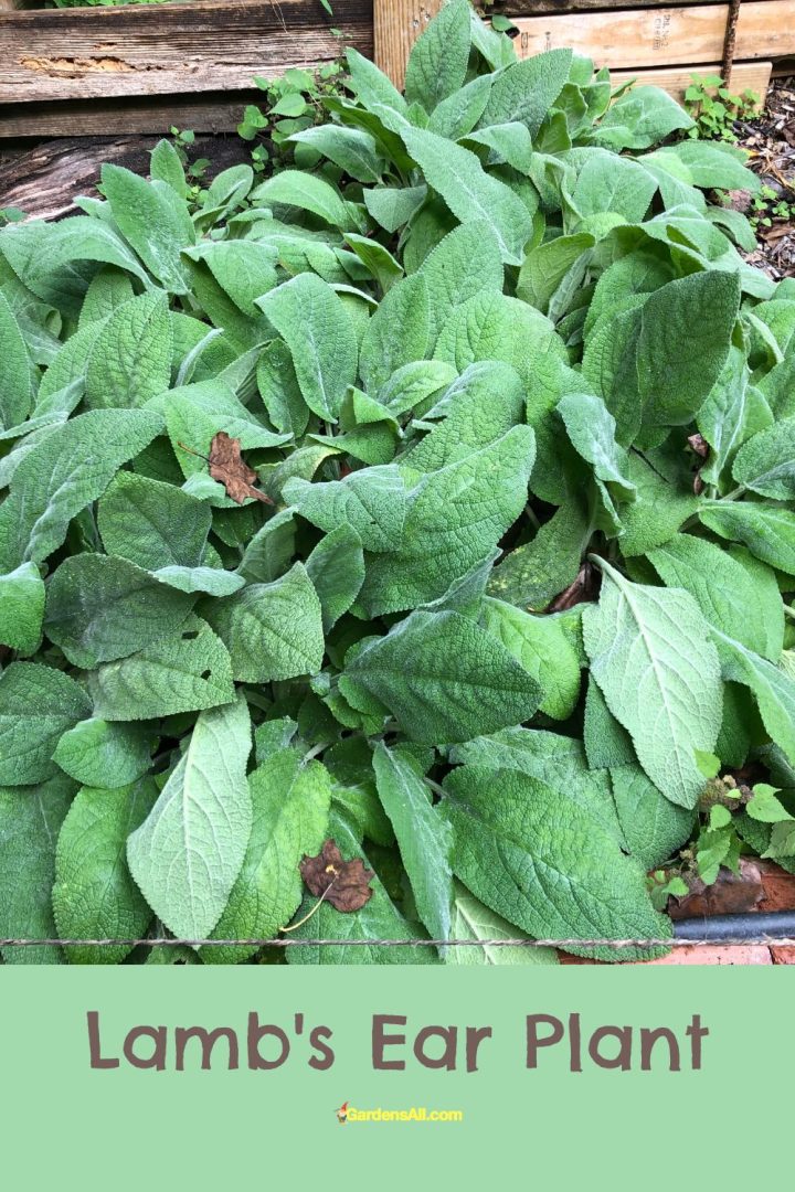 Lamb's Ear Plant Uses and Medicinal Benefits - GardensAll