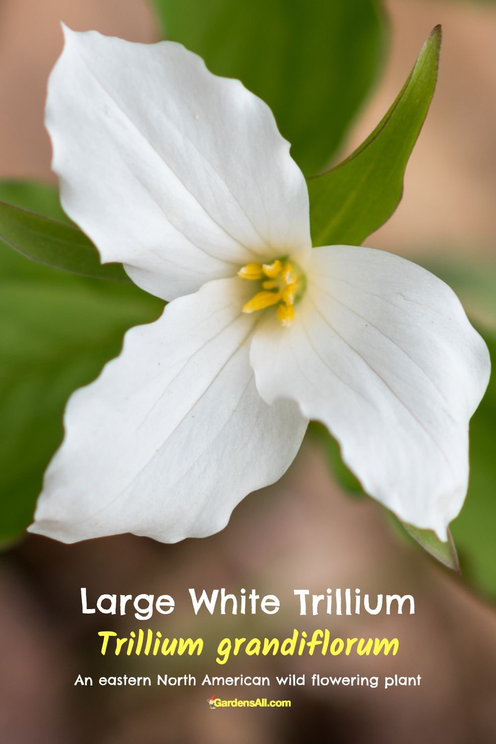White Trillium - A Flower of the Eastern North American Woodlands ...