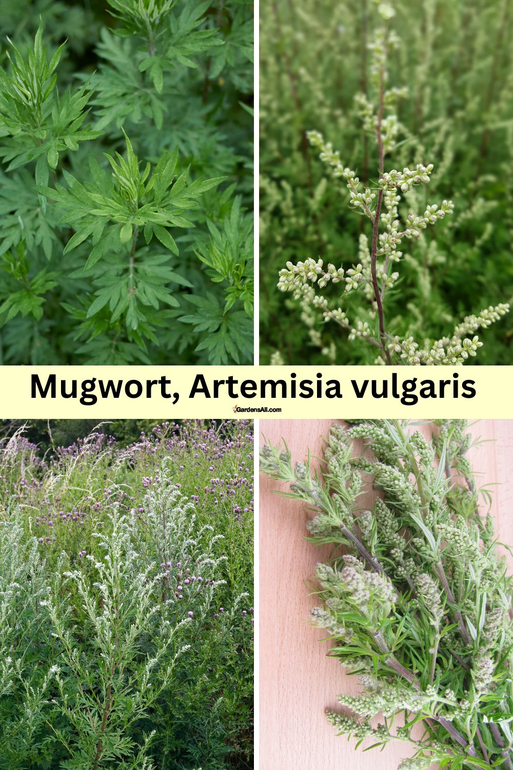 Mugwort Benefits and Proven Medicinal Uses of Mugwort - GardensAll