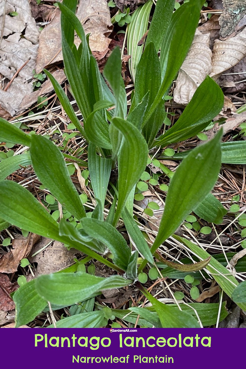 Broadleaf Plantain - Plantago Major and Plantago Lanceolata - GardensAll