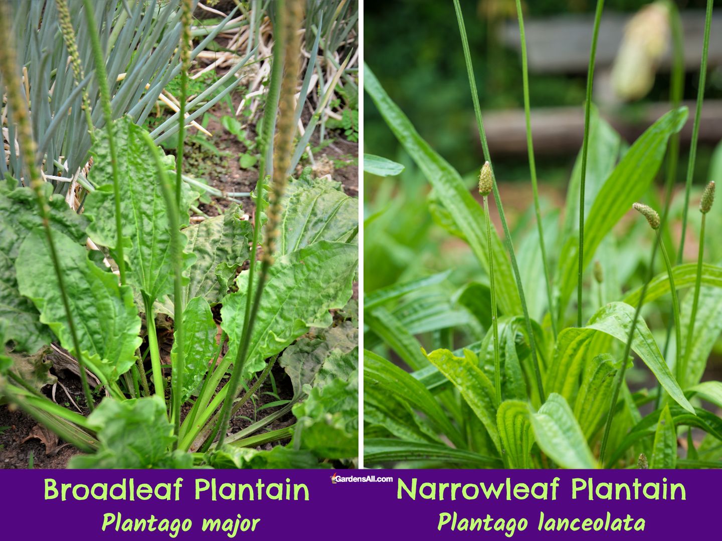 Broadleaf Plantain - Plantago Major and Plantago Lanceolata - GardensAll
