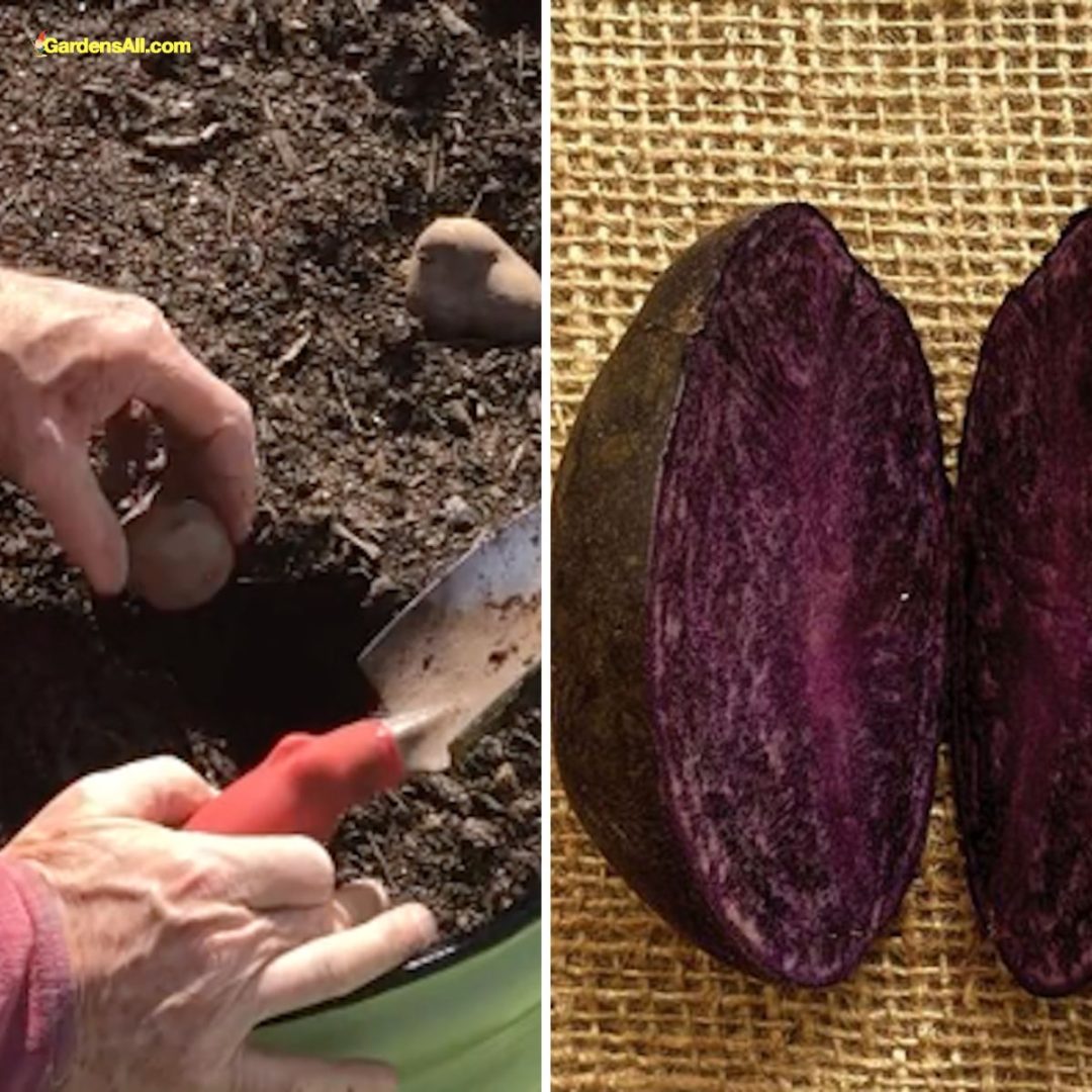 How to Grow Purple Majesty Potatoes - GardensAll