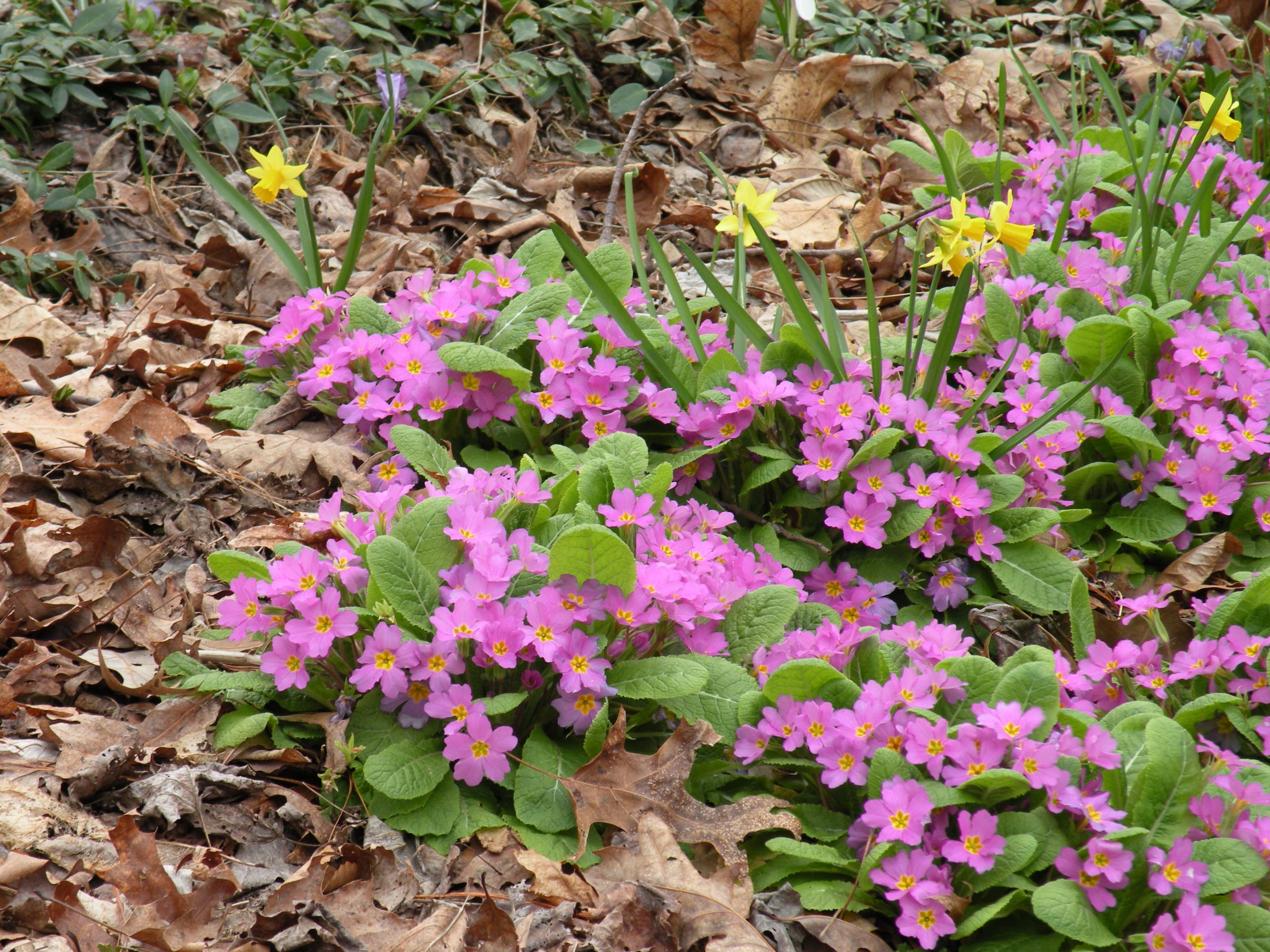 Primula on the Southern Edge, by Will Ferrell - GardensAll