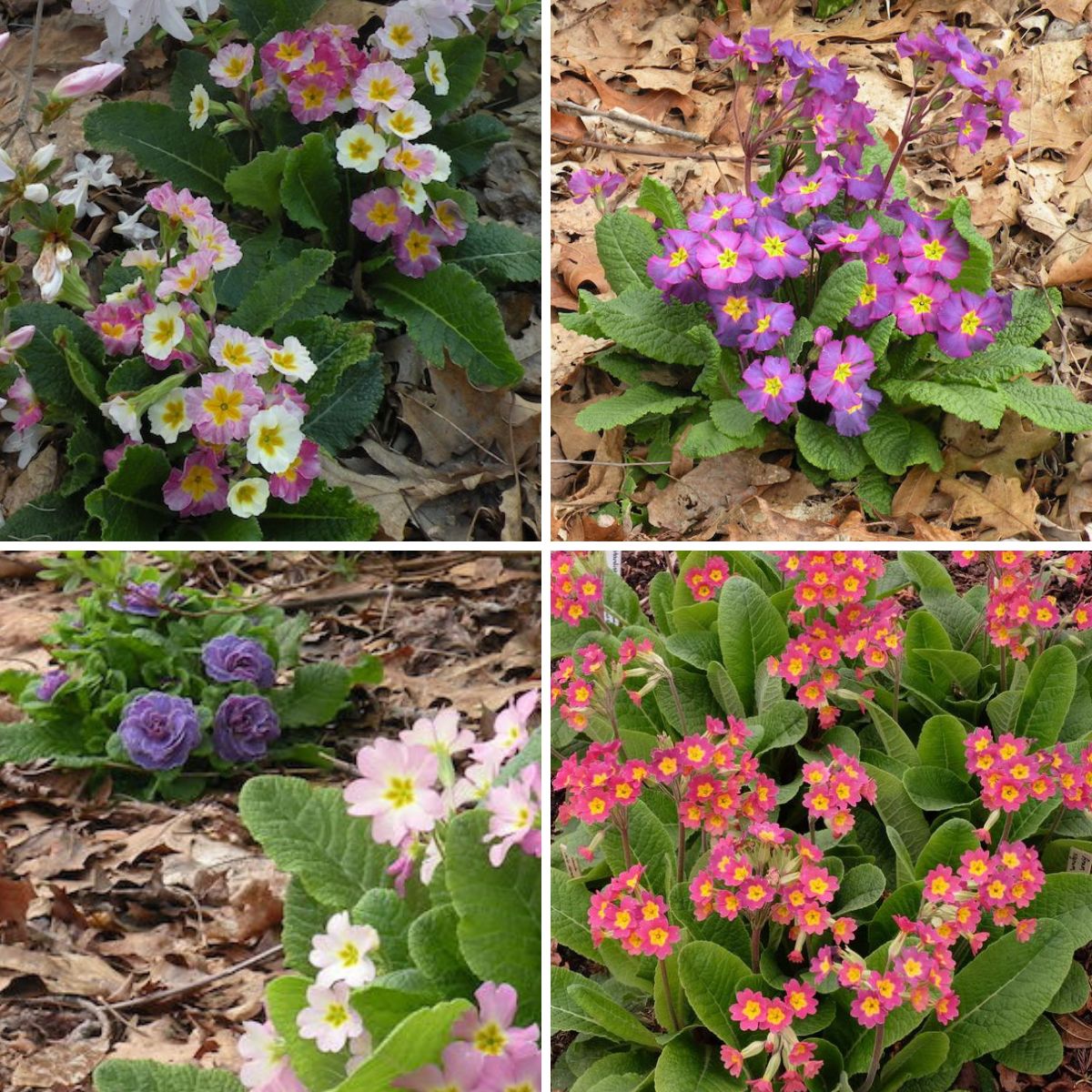 Primula on the Southern Edge, by Will Ferrell - GardensAll