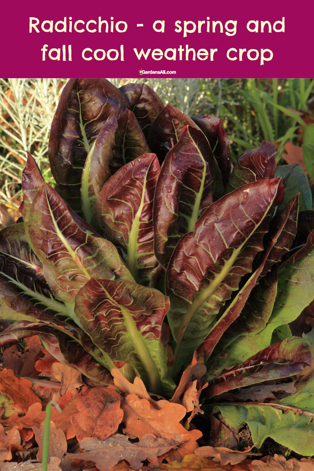 Growing Radicchio as a Perennial Vegetable - GardensAll