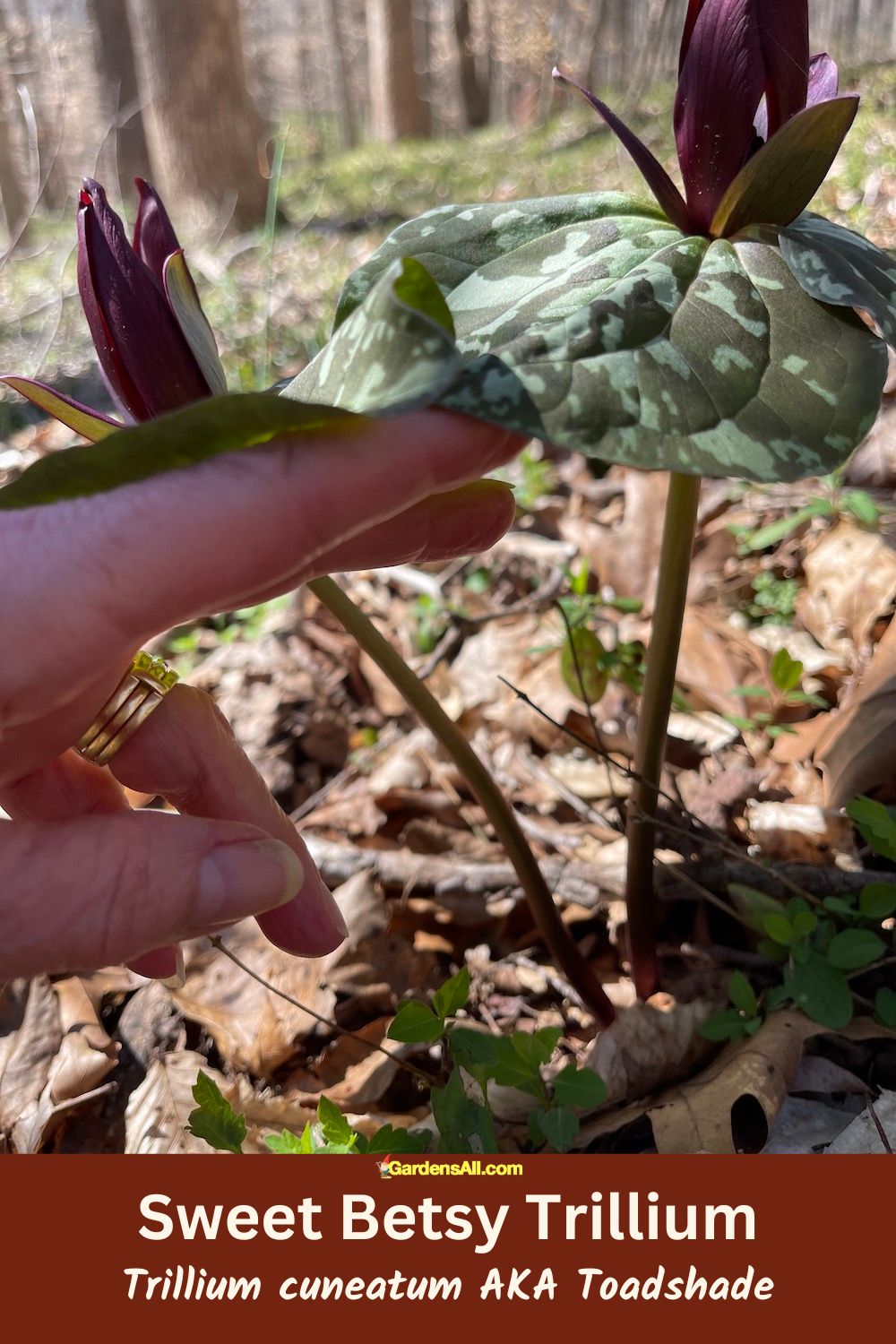 Sweet Betsy Trillium (Cuneatum) a Beautiful and Stately Southern Belle