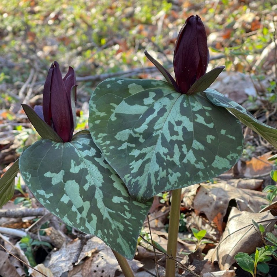 White Trillium - A Flower of the Eastern North American Woodlands ...