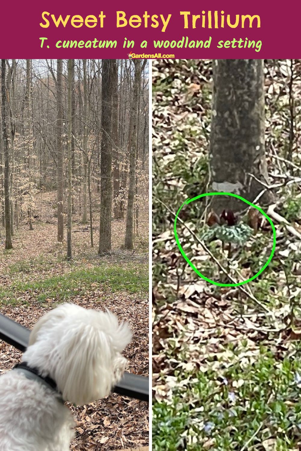 Sweet Betsy Trillium (Cuneatum) a Beautiful and Stately Southern Belle