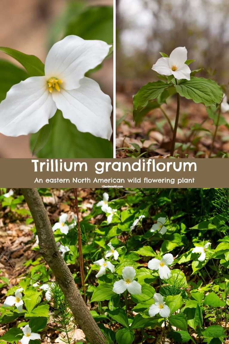 White Trillium - A Flower of the Eastern North American Woodlands ...