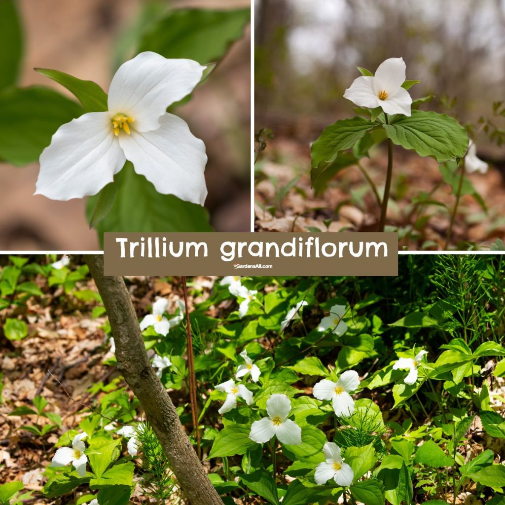 White Trillium - A Flower of the Eastern North American Woodlands ...
