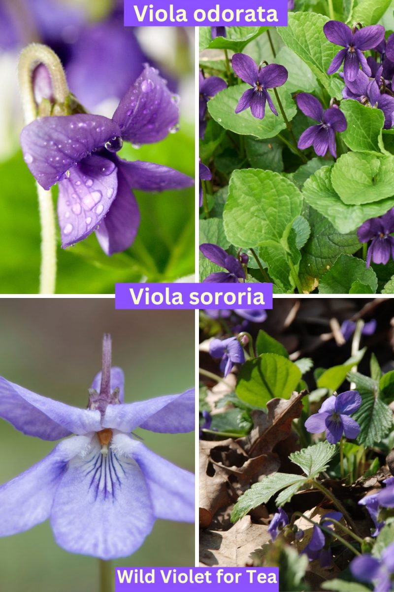 Wild Violets Tea - a Sweet and Soothing Beneficial Brew