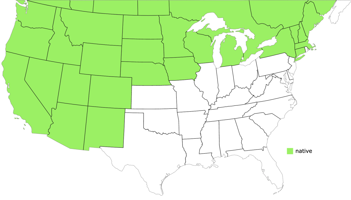 Early Blue Violets to Know - GardensAll