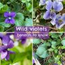 Wild Violets Benefits for Ground Cover, Food and More!