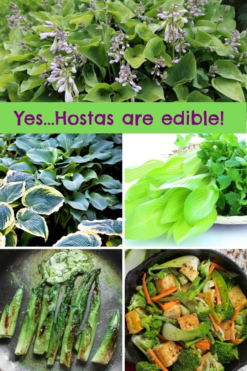 Are Hostas Edible for People? - GardensAll