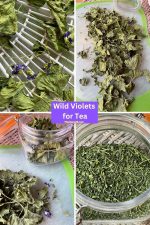 Wild Violets Tea - a Sweet and Soothing Beneficial Brew