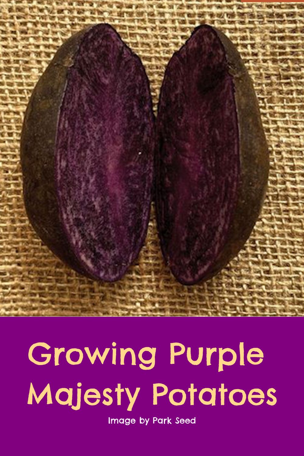 How to Grow Purple Majesty Potatoes - GardensAll