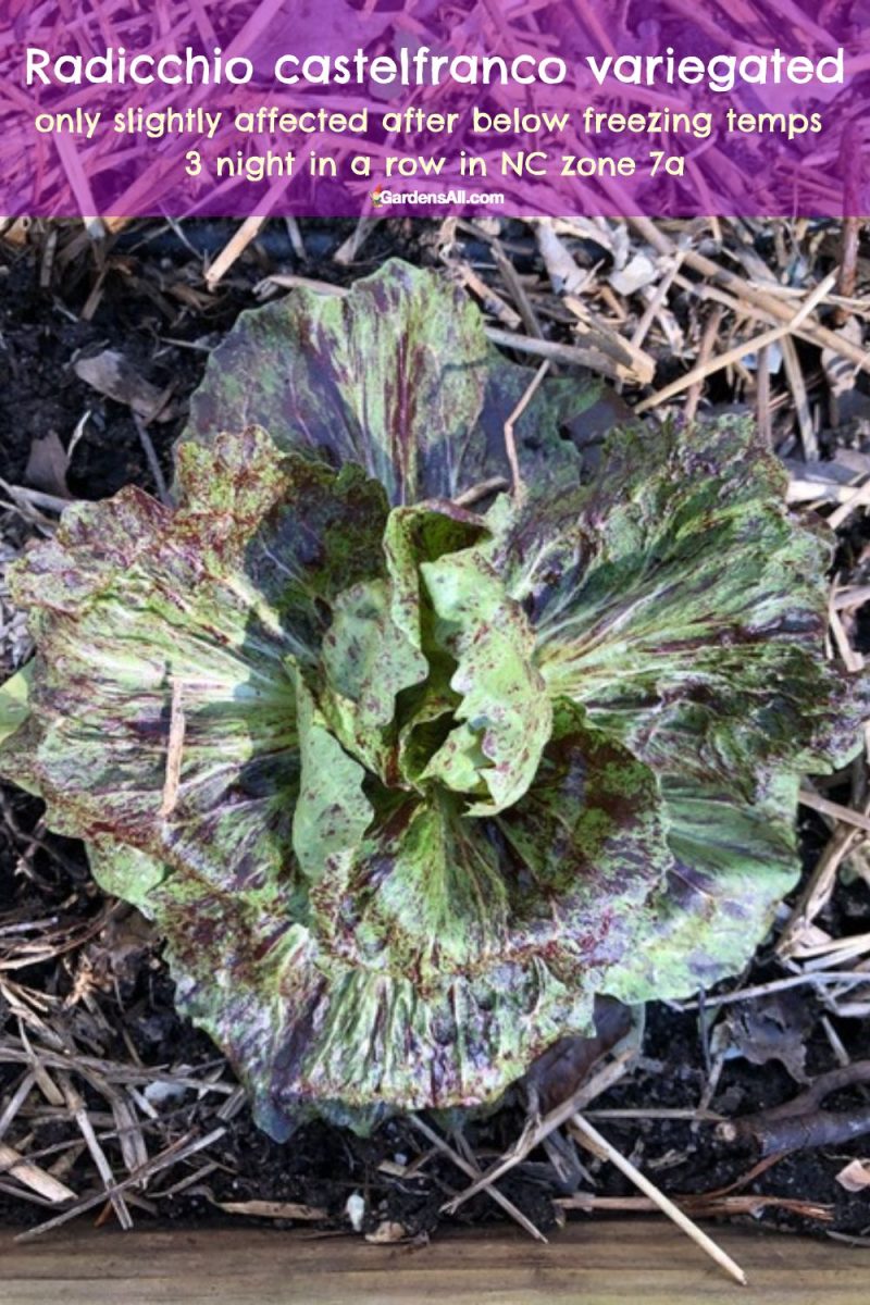 Growing Radicchio as a Perennial Vegetable - GardensAll
