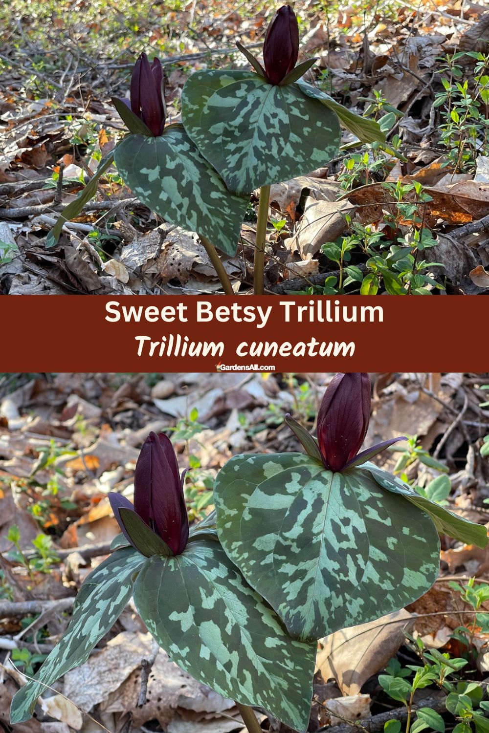 Sweet Betsy Trillium (Cuneatum) a Beautiful and Stately Southern Belle