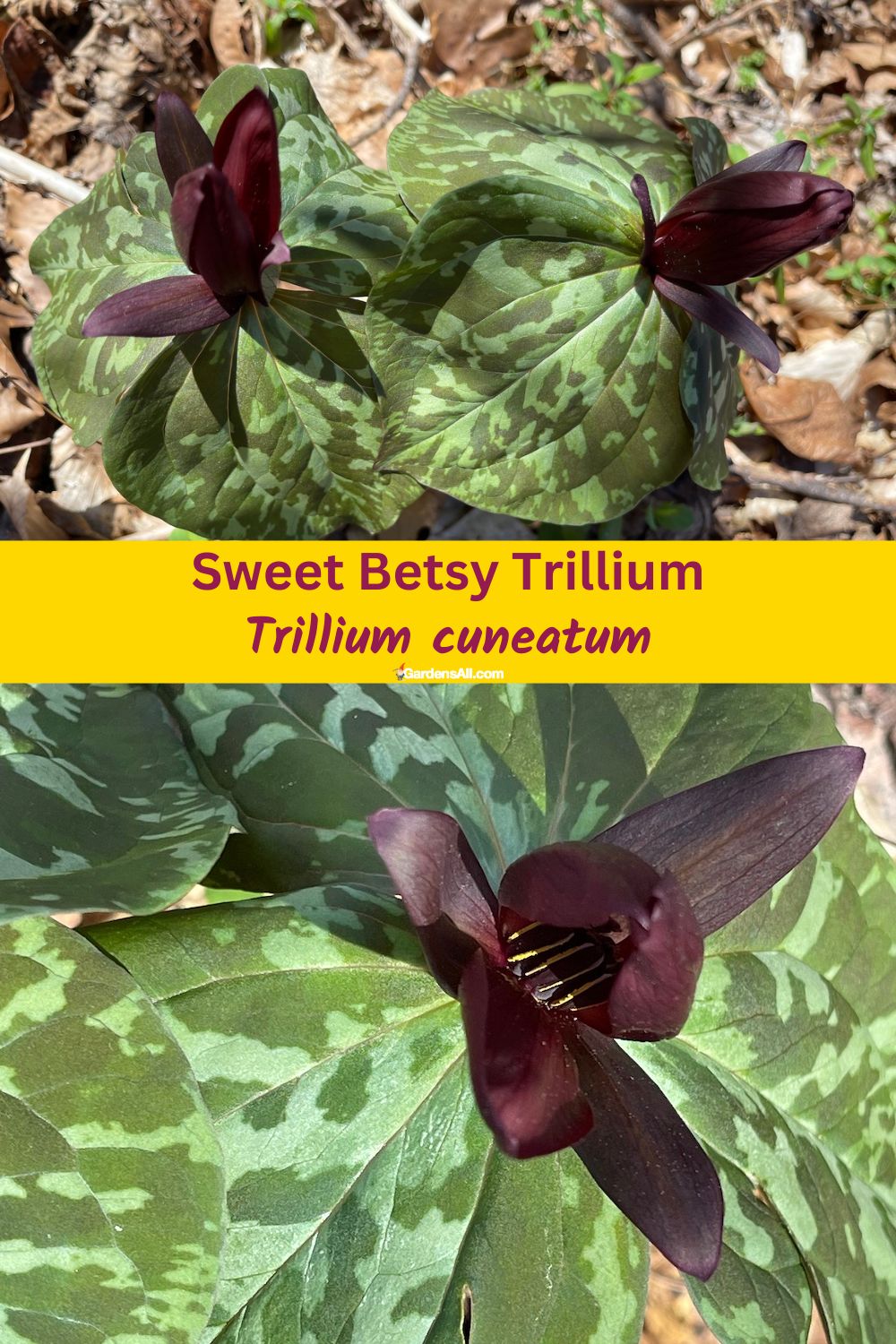 Sweet Betsy Trillium (Cuneatum) a Beautiful and Stately Southern Belle