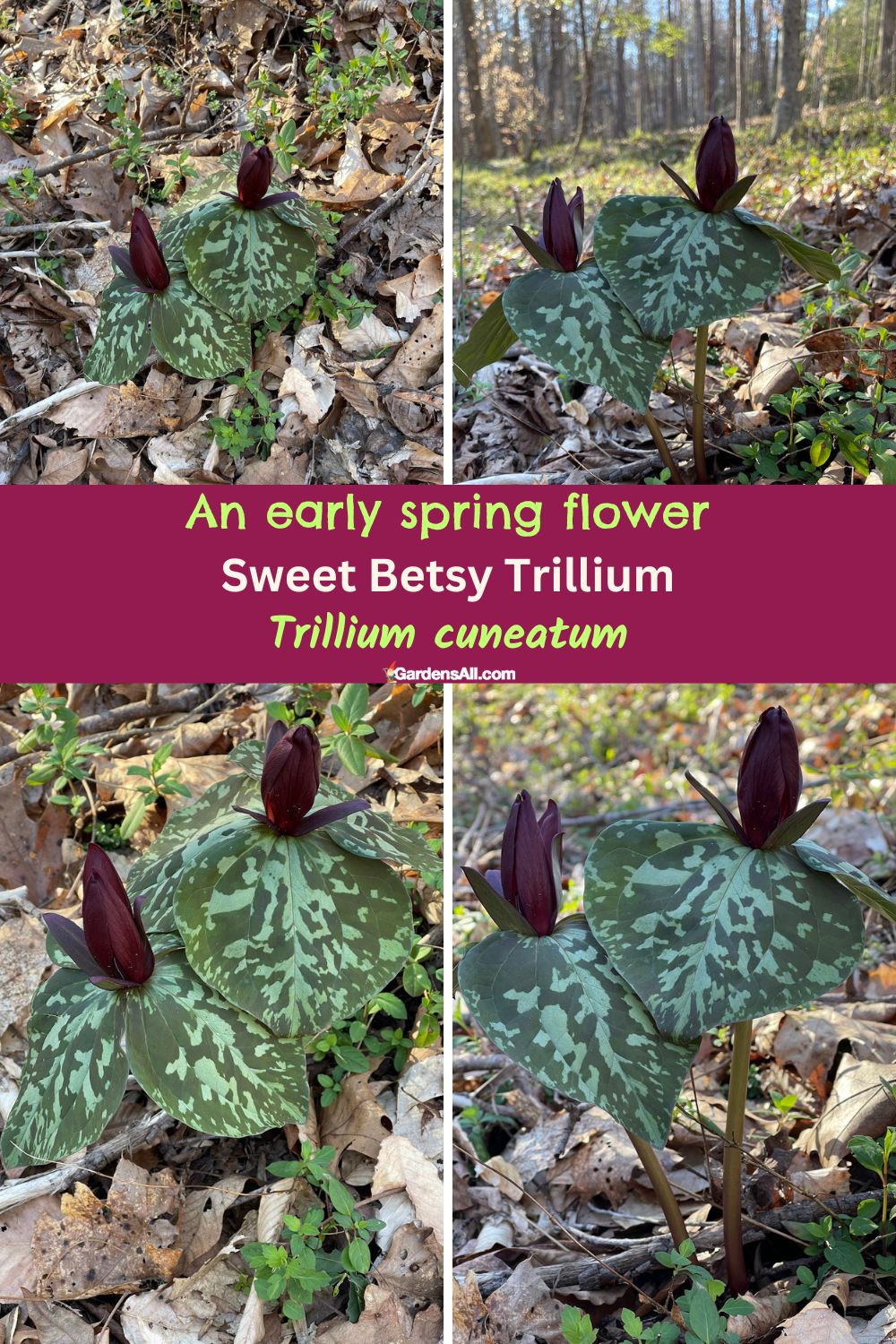 Sweet Betsy Trillium (Cuneatum) a Beautiful and Stately Southern Belle