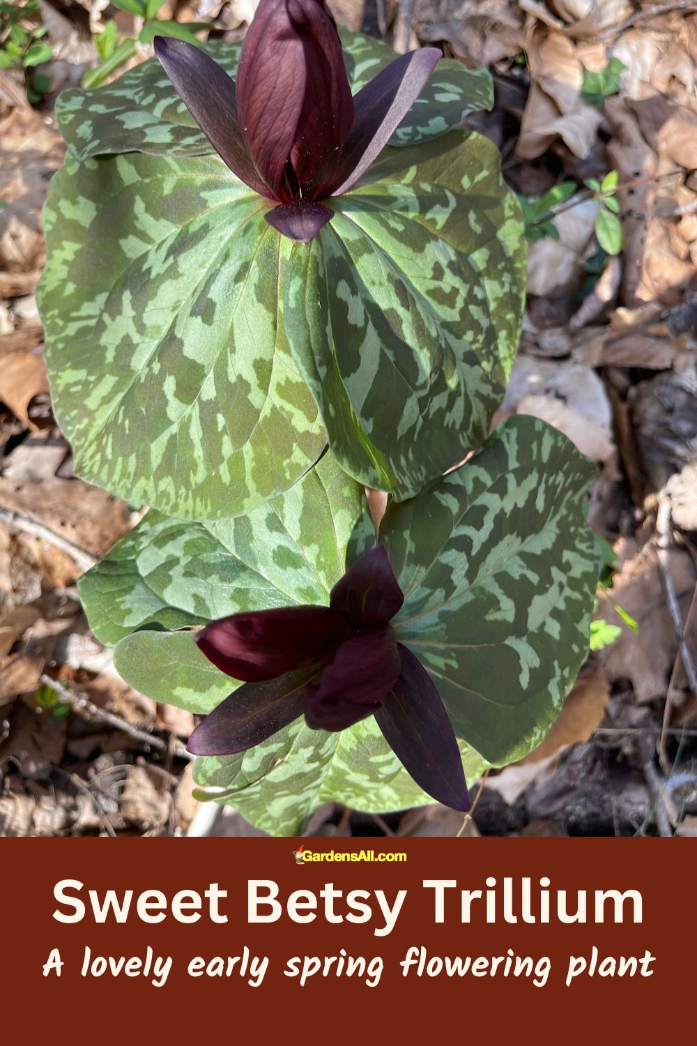 Sweet Betsy Trillium (Cuneatum) a Beautiful and Stately Southern Belle