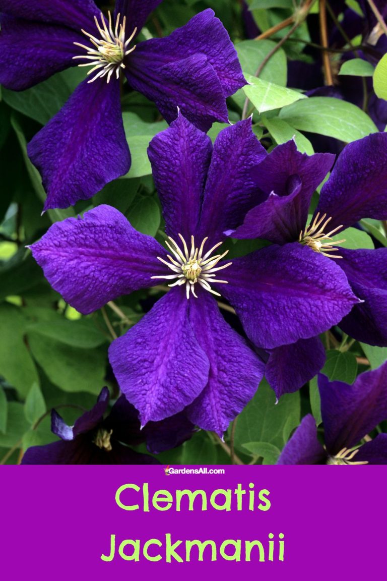 Most Popular Purple Clematis Varieties in North America - GardensAll