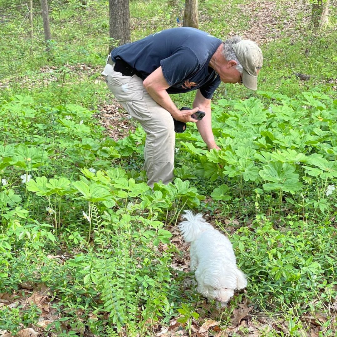 The Mayapple Plant Graces Woodlands in Spring - GardensAll