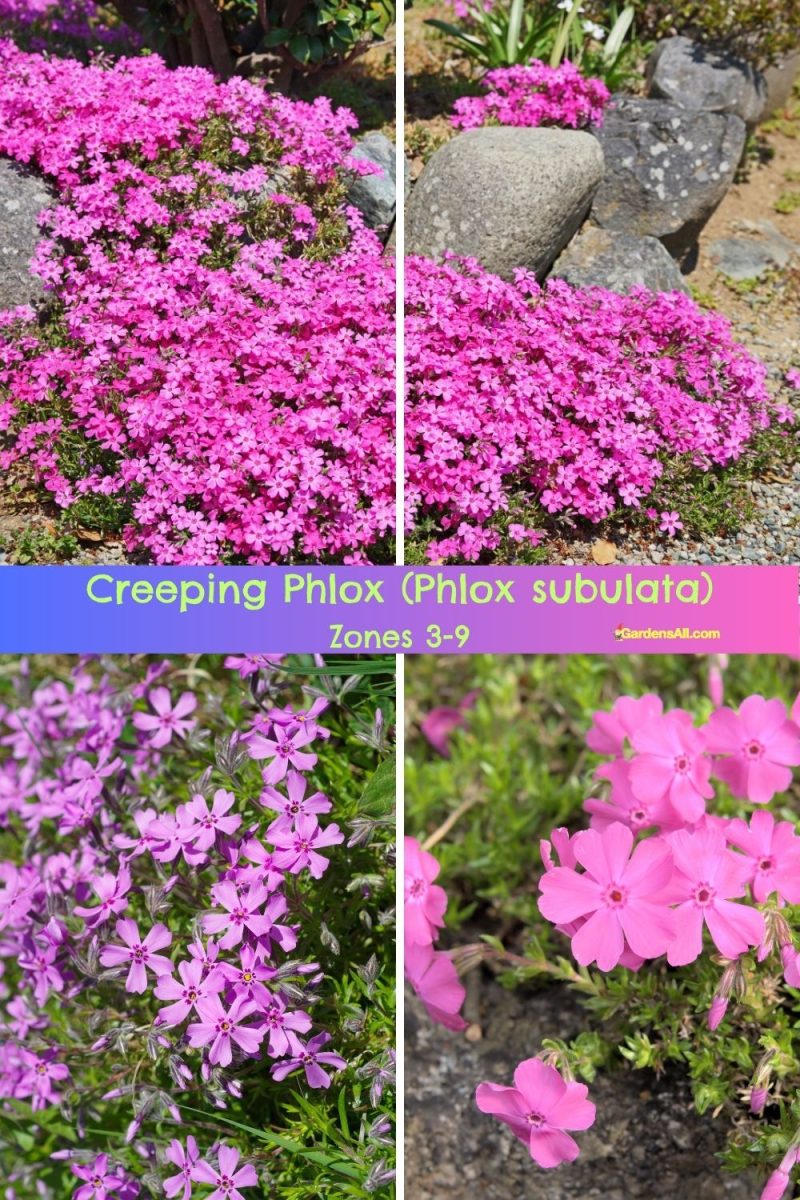 Popular Flowers to Plant in Spring by USDA Hardiness Zone